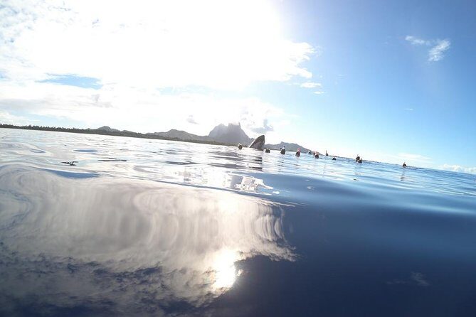 Whale Watching Tours in Bora Bora - Who Should Consider This Tour?