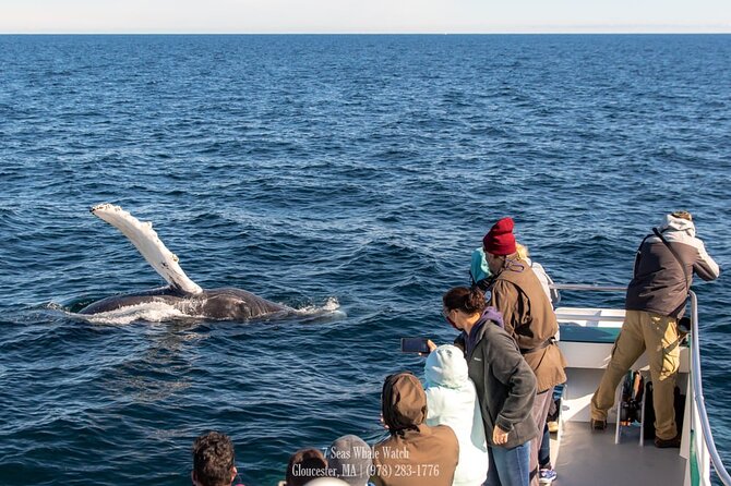 Whale Watching Trips to Stellwagen Bank Marine Sanctuary. Guaranteed sightings! - The Cost and Value