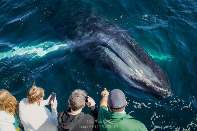 Whale Watching Trips to Stellwagen Bank Marine Sanctuary. Guaranteed sightings! - Authentic Voices from the Reviews