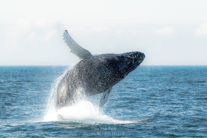 Whale Watching Trips to Stellwagen Bank Marine Sanctuary. Guaranteed sightings! - Final Thoughts: Why This Tour Makes Sense