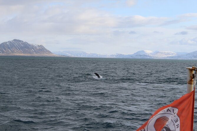 Whale Wonders Morning Expedition from Reykjavík - A Practical Look at the Whale Wonders Morning Expedition from Reykjavík