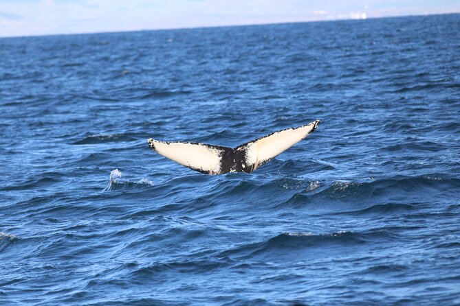 Whale Wonders Morning Expedition from Reykjavík - Final Thoughts: Is It Worth It?