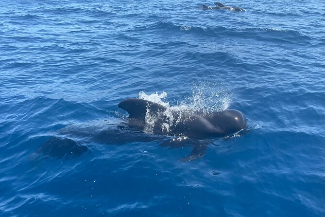 Whales and Dolphins Excursion on a Luxury Yacht in Canary Islands - Onboard Amenities and Refreshments