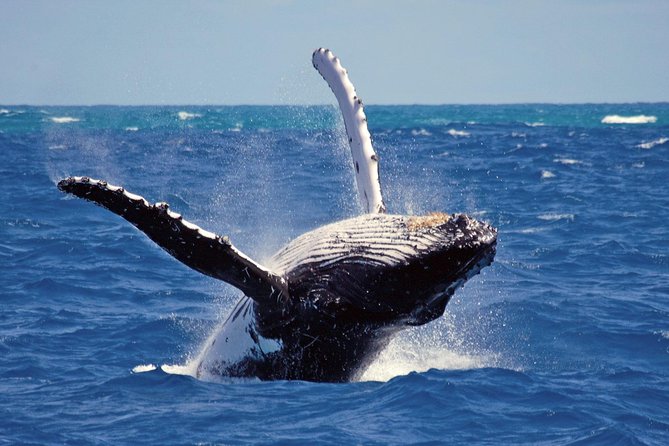 Whales and Dolphins Watching Mirissa - The Itinerary in Detail