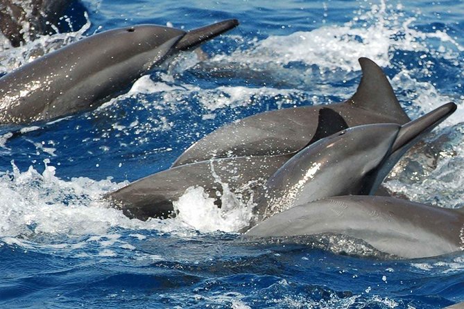 Whales and Dolphins Watching Mirissa - Transportation and Pricing