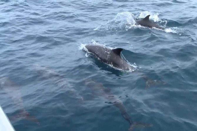 Whales and Dolphins Watching Mirissa - Final Thoughts: Who Will Love This Tour?