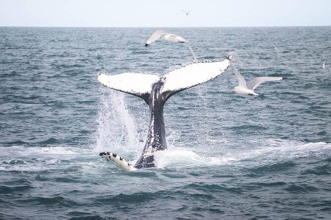 Whales and Puffins Tour From Husavik - Aboard the Vintage Fishing Boat