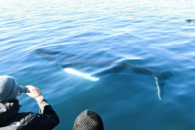 Whales and Puffins Tour From Husavik - Educational Experience With Knowledgeable Guides