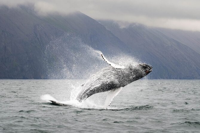 Whales and Puffins Tour From Husavik - Amenities and Inclusions