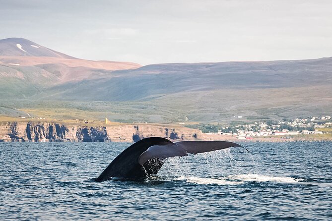 Whales and Puffins Tour From Husavik - Meeting Point and Tour Logistics