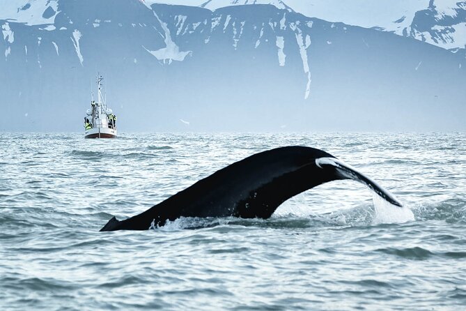 Whales and Puffins Tour From Husavik - Pricing and Booking Options