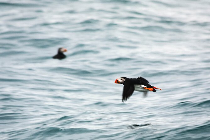 Whales and Puffins Tour From Husavik - Customer Feedback and Considerations