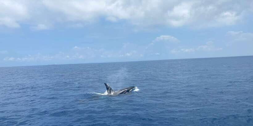 Whales & Dolphin Watching with The Pioneers - Who Should Consider This Tour?