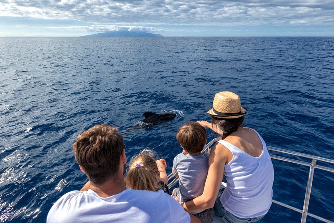Whales & Dolphins watching in exclusive sailboat - A Close-Up Look at Tenerife’s Marine Wonders: Whales & Dolphins in an Exclusive Sailboat Experience