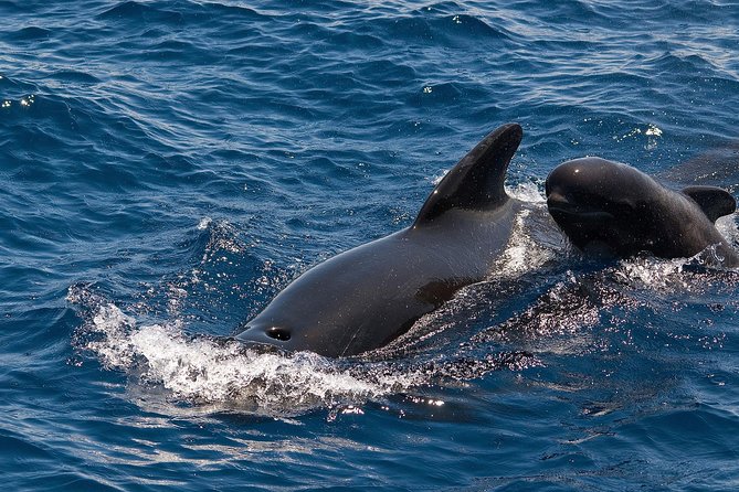 Whales & Dolphins watching in exclusive sailboat - The Experience in Detail: What You Can Expect