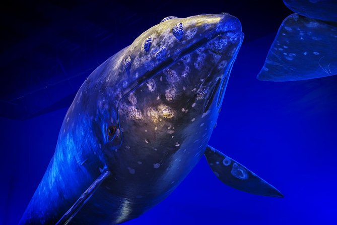 Whales Of Iceland Admission Ticket - Accessibility and Amenities