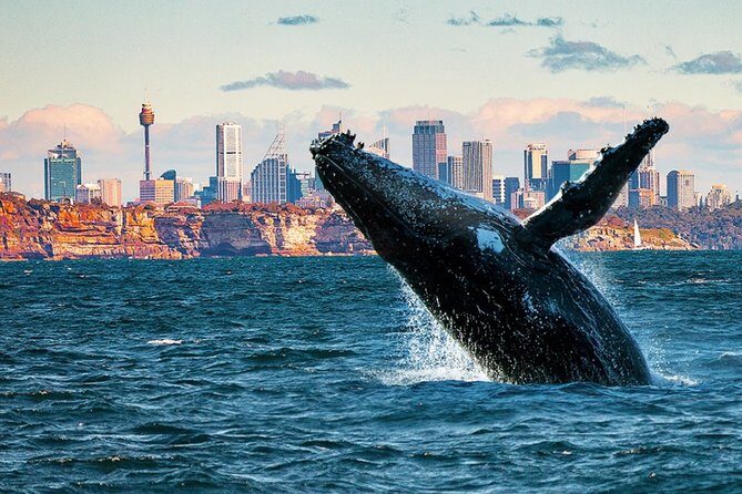 Whales of Sydney Sea Safari - An In-Depth Look at the Whales of Sydney Sea Safari