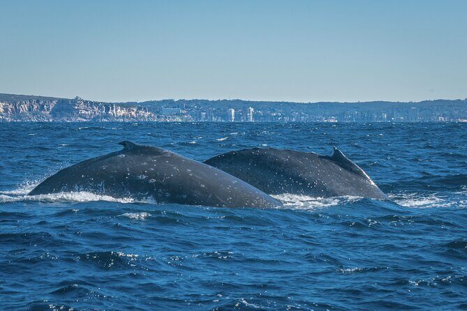 Whales of Sydney Sea Safari - Final Thoughts: Who Will Love This Tour?