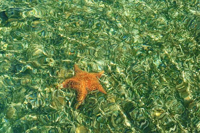 Whales Watching Half Day Experience - FAQ