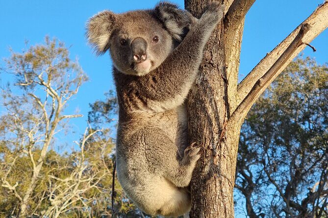 Whales, Wildlife & Beach  Eco Day Trip to Stradbroke - Key Points