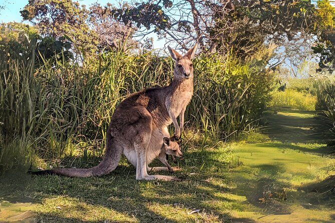 Whales, Wildlife & Beach  Eco Day Trip to Stradbroke - The Sum Up