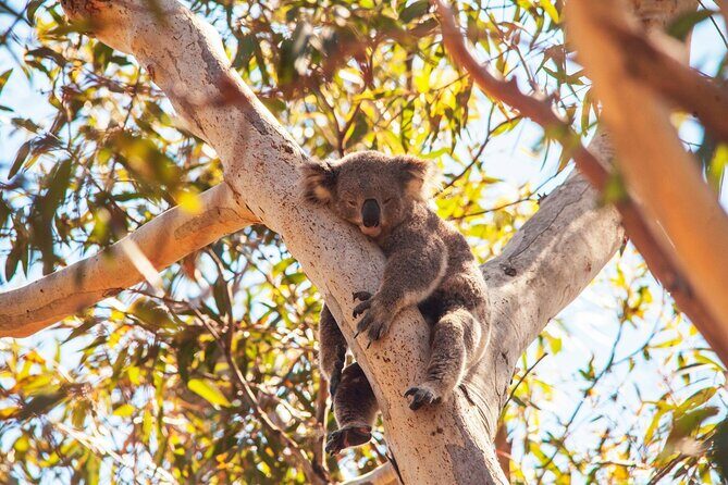 Whales, Wildlife & Beach  Eco Day Trip to Stradbroke - FAQ