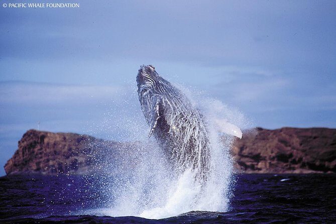 Whalewatch Deluxe Tour from Ma'alaea Harbor - What to Expect on the Whalewatch Deluxe Tour