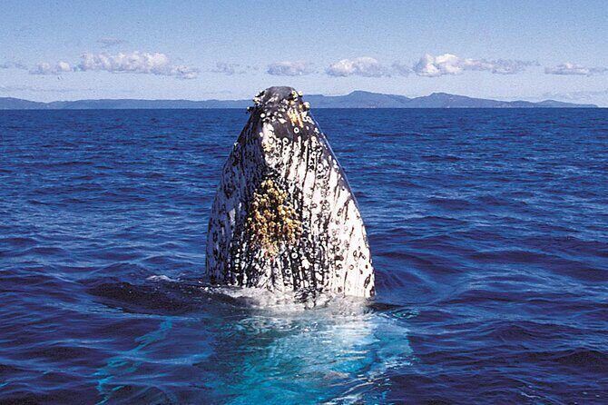 Whalewatch Deluxe Tour from Ma'alaea Harbor - Frequently Asked Questions