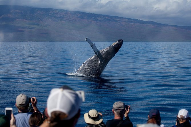 Whalewatch Sail Deluxe Tour from Ma'aleae - Final Thoughts