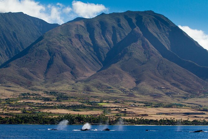 Whalewatch Sail Deluxe Tour from Ma'aleae - FAQ