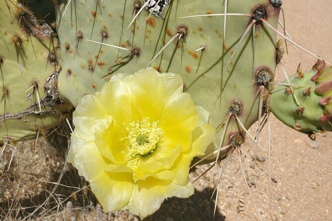 When Nature Calls - Exploring the Sonoran Desert - Exploring Tucson’s Desert: A Dive into the Itinerary