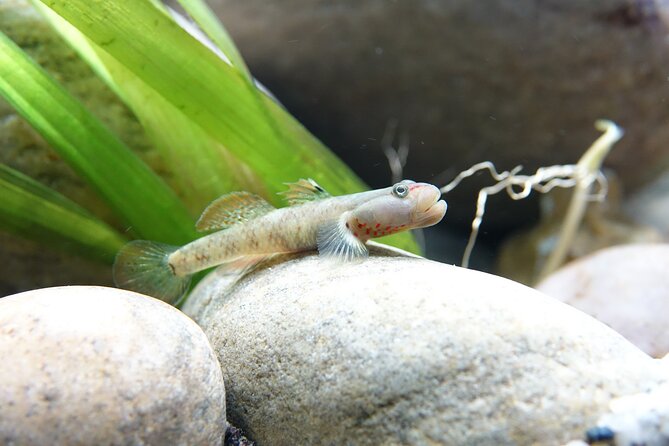 Whipsnade Zoo Entry Ticket - Practical Tips for Your Visit