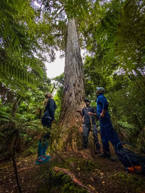 Whirinaki Forest Footsteps Guided Walking tour - Key Points