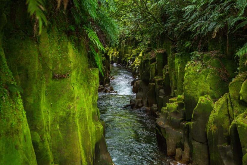 Whirinaki Forest Footsteps Guided Walking tour - An Overview of the Tour Experience
