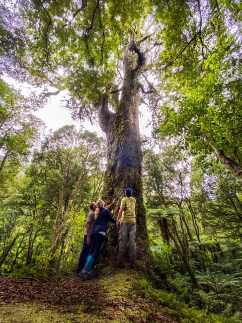Whirinaki Forest Footsteps Guided Walking tour - The Picnic and Concluding Tea Ceremony