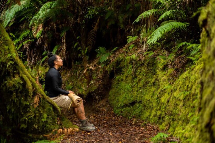 Whirinaki Forest Footsteps Guided Walking tour - Who Will Love This Tour?