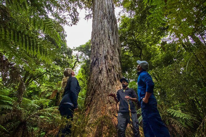 Whirinaki Forest Footsteps: Mori Guided Tour, Picnic & Transfer - Practical Details: What You Need to Know
