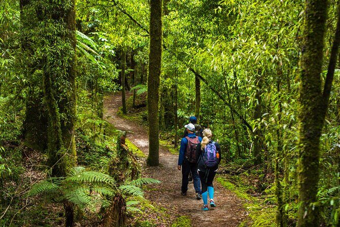 Whirinaki Forest Footsteps: Mori Guided Tour, Picnic & Transfer - Who Will Love This Tour?