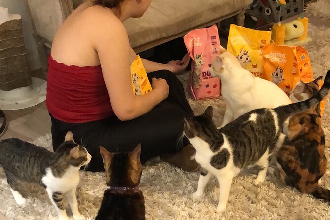 Whiskers & Coffee: Relax and Play With Adorable Cats - Key Points