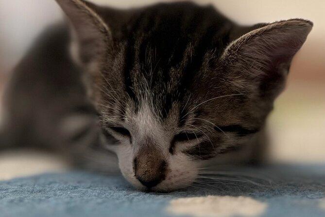 Whiskers & Coffee: Relax and Play With Adorable Cats - Food and Beverage Offerings