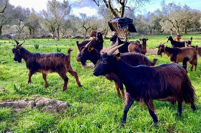 Whispering Winds and Curdled Dreams: From the Mountains to Table - Key Points