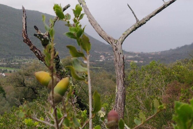 Whispering Winds and Curdled Dreams: From the Mountains to Table - What’s Included and What’s Not