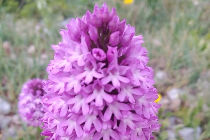 Whispering Winds and Curdled Dreams: From the Mountains to Table - Authenticity and the Guest Experience