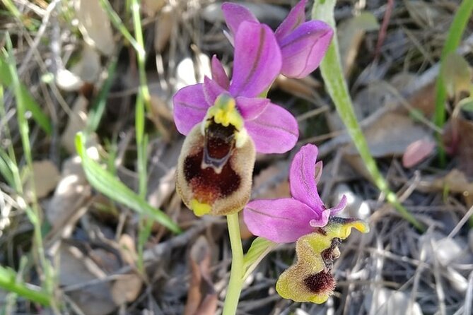 Whispering Winds and Curdled Dreams: From the Mountains to Table - Who Will Love This Tour?