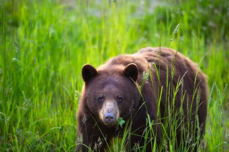 Whistler: Afternoon Bears Spotting Tour in Land Rover - Final Summary