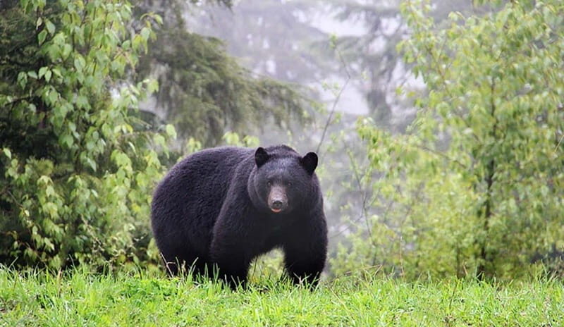 Whistler: Morning with the Bears Land Rover Scenic Excursion - Final Thoughts: Who This Tour Is For