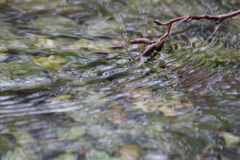 Whistler: Tour, Immersive Nature Experience - FAQ