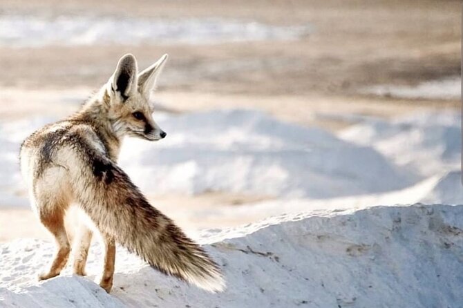 White & Black desert camping tour 2 Days 1 night From Cairo - FAQ