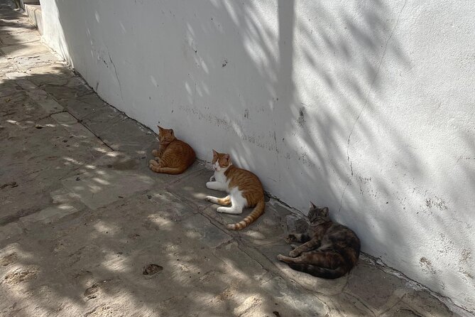 White villages from Seville: Arches, Medina Sidonia and Vejer - Discover the Charm of Andalusia’s White Villages: Arcos, Medina Sidonia, and Vejer
