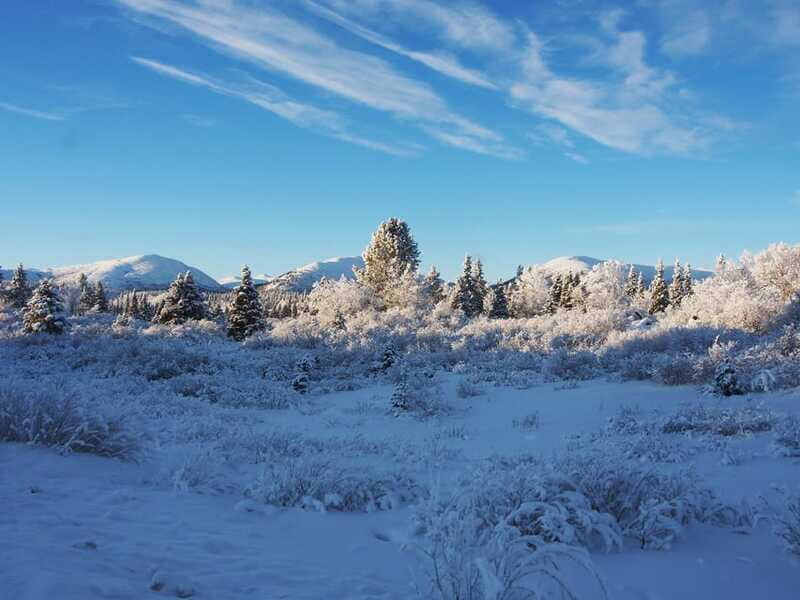 Whitehorse: Half-Day Snowshoeing Tour - Who Should Consider This Tour?